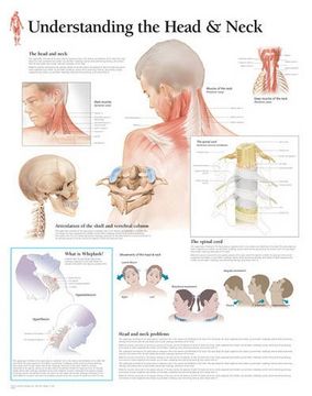 Libro Understanding the Head & Neck Wall Chart (Anatomical Wall Charts ...