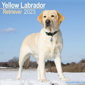 Libro Yellow lab Calendar - Yellow Labrador - dog Breed Calendars ...