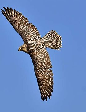 Libro Falcon: Birds of Prey in the Genus Falco, Which Includes About 40 ...