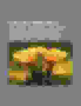 Libro chechen warlords: shamil basayev, ramzan kadyrov, sulim yamadayev ...